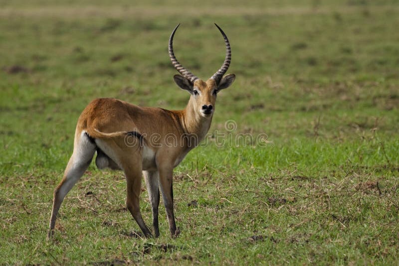 Rote lechwe Antilopen stockfoto. Bild von säugetier, herde - 3661998
