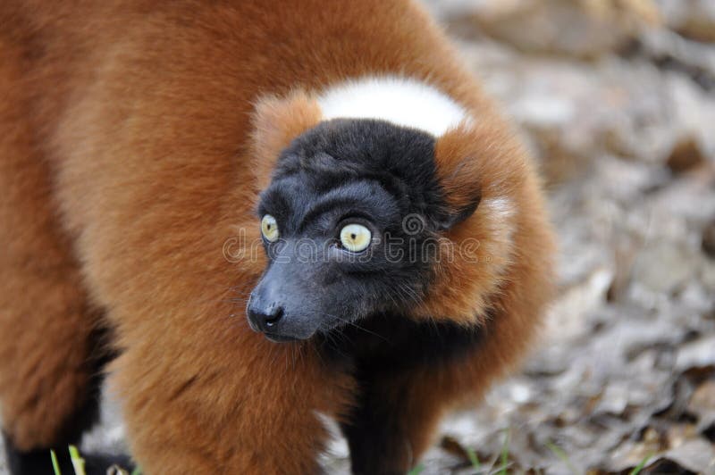 Lemur vari stockfoto. Bild von tier, pelz, augen, wildnis - 30289508