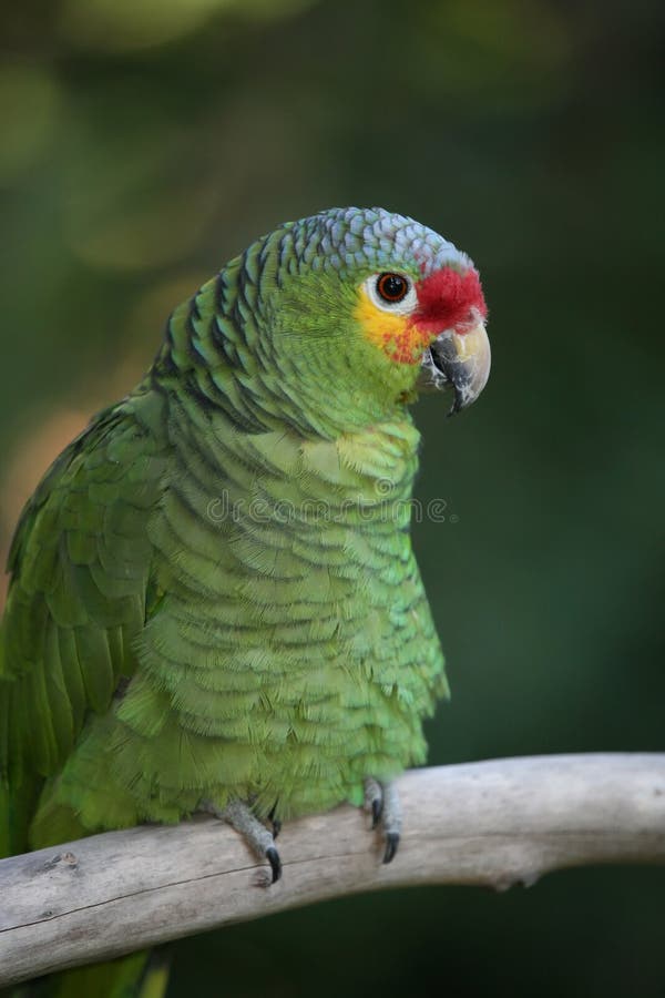 Redlored Papagei 810610 stockbild. Bild von wild, amazon - 177969207