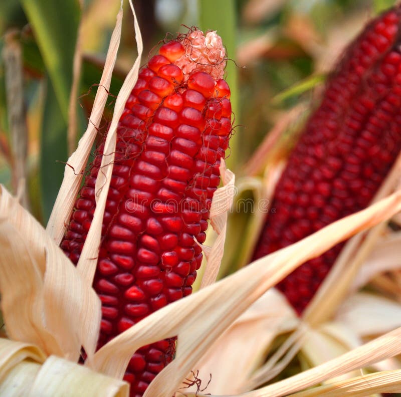 Roter Mais stockbild. Bild von gelb, nahrung, grün, mais - 12038103
