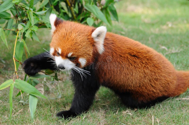Roter Panda Roter Panda Steht Auf Seinen Hinterbeinen Nahaufnahme Des ...