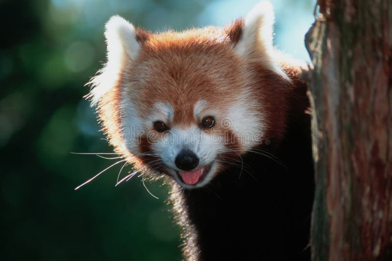 Roter Panda stockbild. Bild von tiere, nett, ausdrucksvoll - 26703