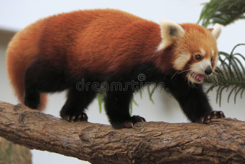 Roter Panda 2 stockfoto. Bild von bambus, raub, tropisch - 30809632