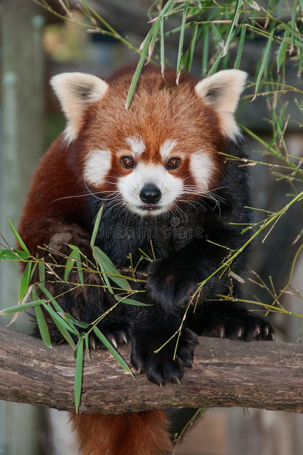 Roter Panda stockfoto. Bild von säugetier, selten, himalaja - 31242444