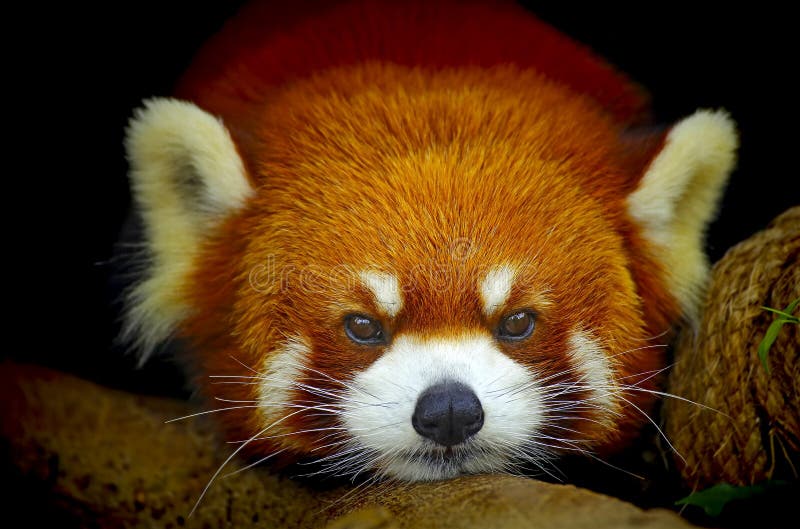 Roter Panda stockfoto. Bild von beweidung, tiere, allesfresser - 13048288