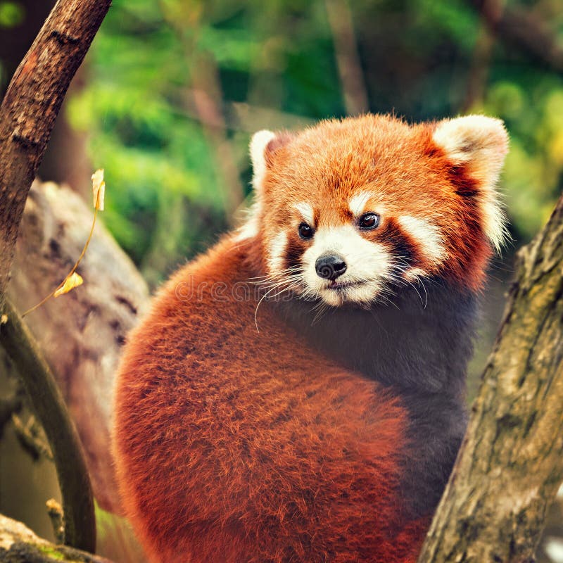 Roter Panda Im Park Von Chengdu Stockfoto - Bild von adorable ...