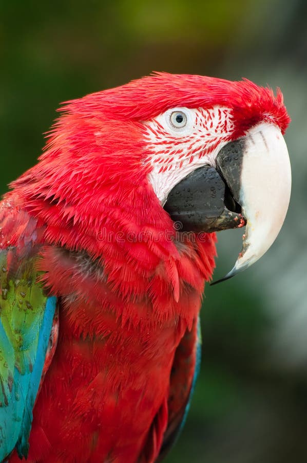 Roter Papagei Mit Grünem Hintergrund Stockbild - Bild von feuchtgebiet ...