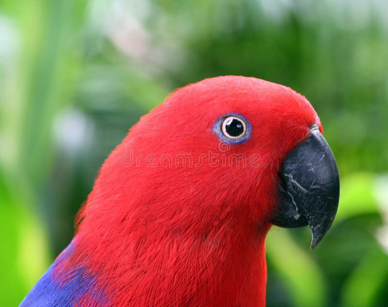 Roter Papagei stockfoto. Bild von papagei, wildnis, blau - 5773056