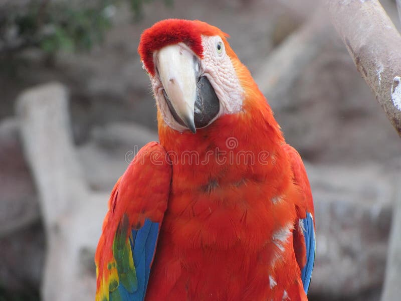 Roter Papagei, Peru stockbild. Bild von süd, tier, tropen - 13885789
