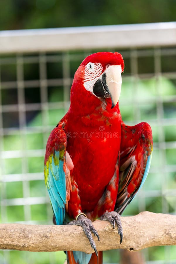 Roter Papagei Auf Einer Niederlassung Stockfoto - Bild von wildnis ...