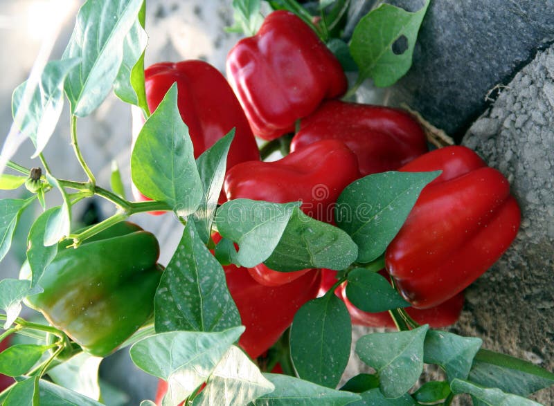 Roter Pfeffer Auf Der Anlage Stockfoto - Bild von gesundheit, frech ...