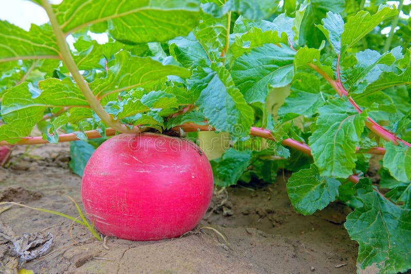 Roter Rettich stockbild. Bild von gesundheit, organisch - 56583769