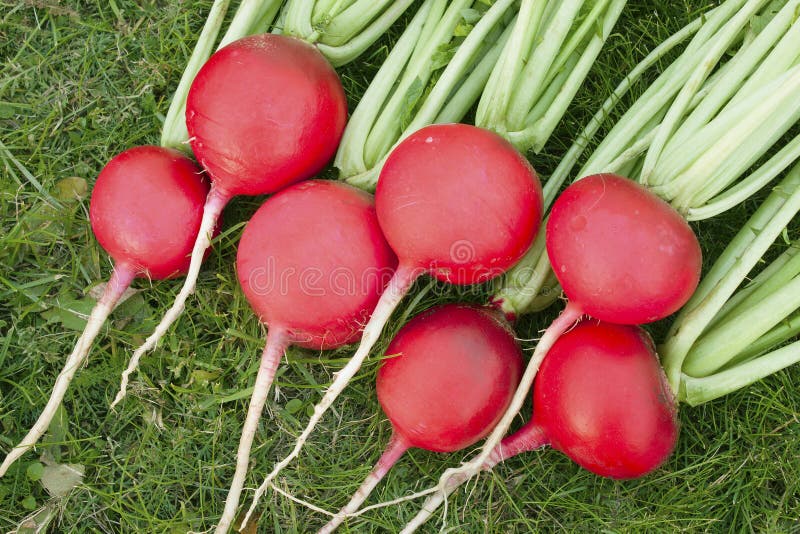 Roter Rettich stockbild. Bild von vitamine, garten, bitter - 16444279