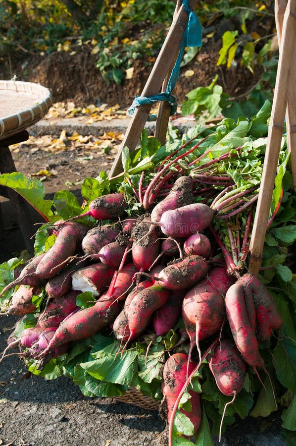 Roter Rettich stockfoto. Bild von köstlich, grün, blatt - 27768990