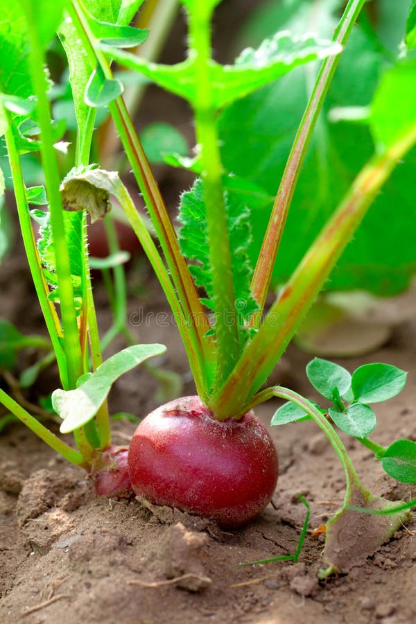 Roter Rettich stockbild. Bild von vitamine, garten, bitter - 16444279