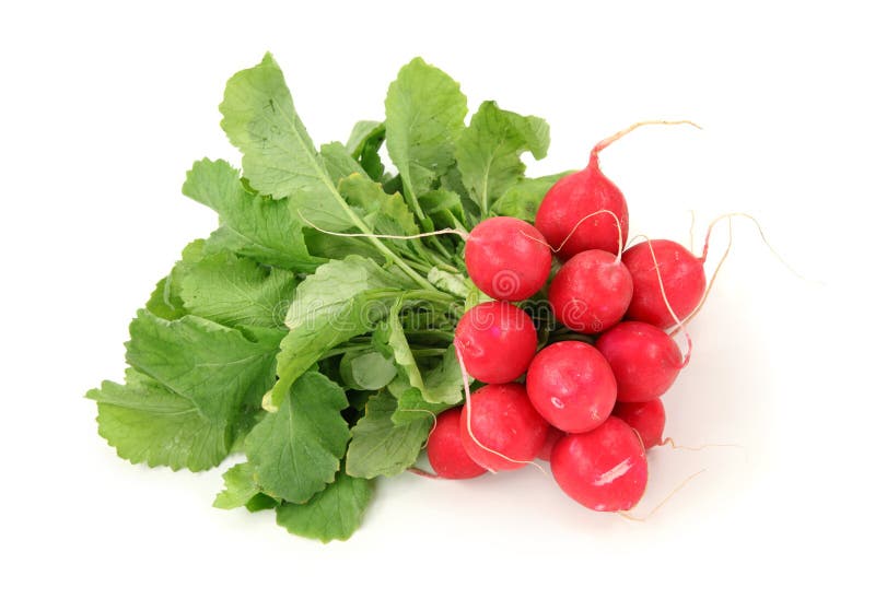Roter Rettich stockbild. Bild von rettich, roter - 16444279