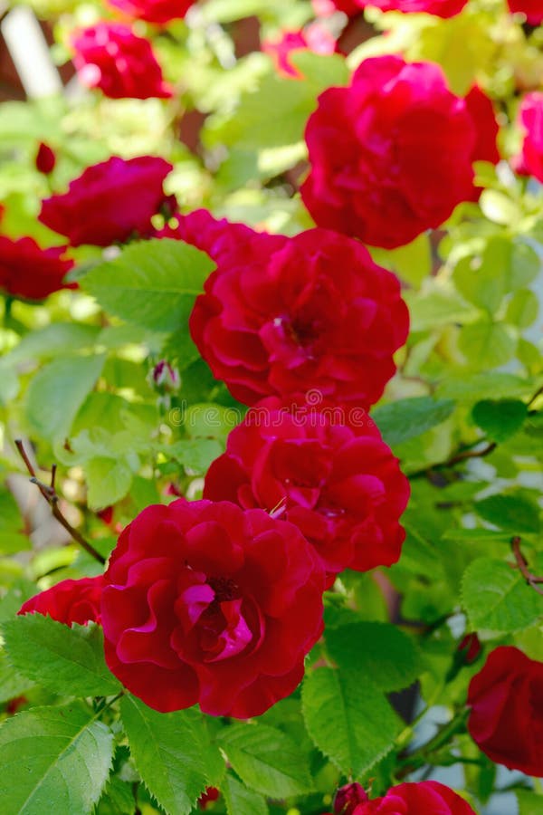 Roter Rosenbusch stockbild. Bild von grün, betrieb, schönheit - 25536625