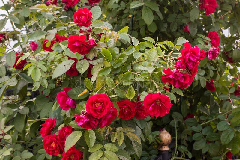Roter Rosenbusch Stock-Fotos - Laden Sie 370 Royalty-Free Fotos herunter