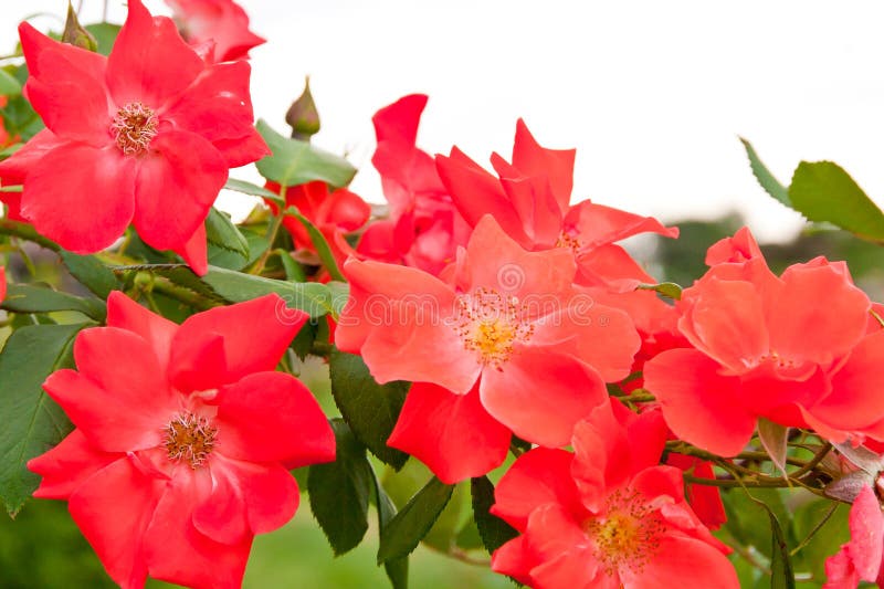 Roter Rosenbusch in Einem Garten. Stockfoto - Bild von leben, blüte ...