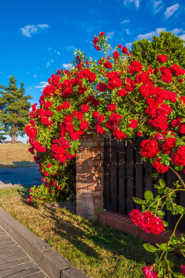 Roter Rosenbusch im Garten stockbild. Bild von büsche - 96617493