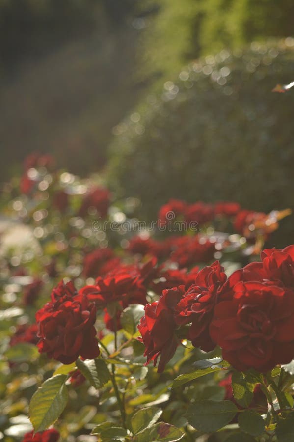 Roter Rosenbusch im Garten stockbild. Bild von blatt - 143928027