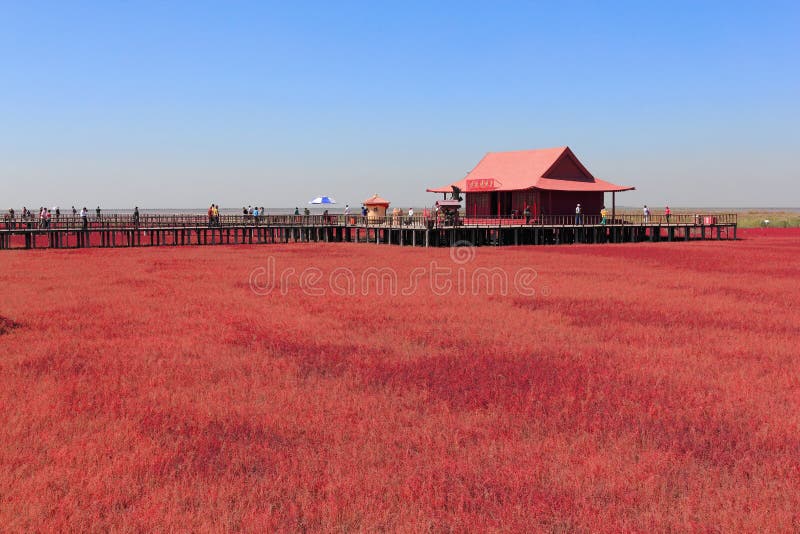 Roter Strand Von Panjin in China Stockfoto - Bild von meer ...