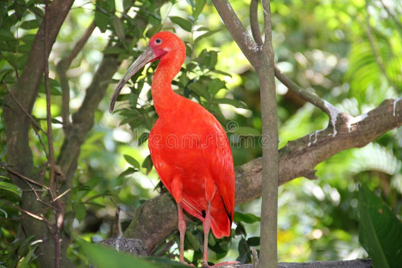 Roter Vogel stockfoto. Bild von hell, reiher, vögel, tiere - 39845748