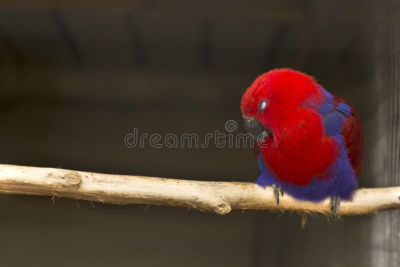 Roter Vogel als Haustier stockfoto. Bild von schlafen - 38933912