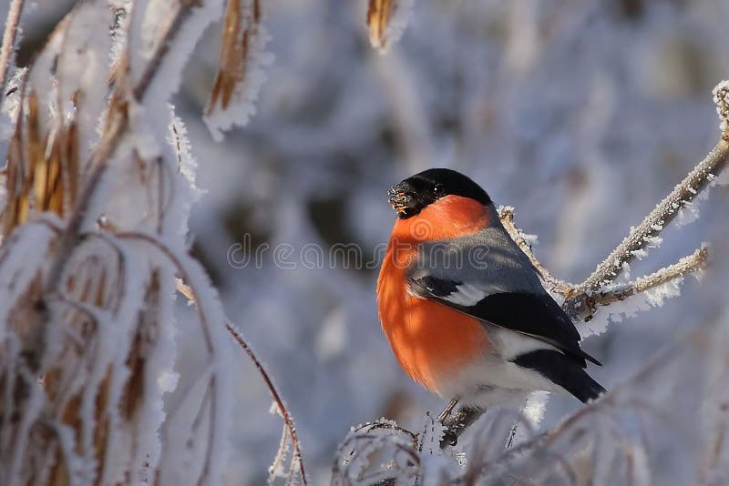 Roter Vogel Auf Einer Niederlassung Stockfoto - Bild von zweig, sonne ...