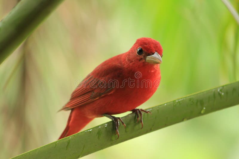 Roter Vogel Auf Niederlassung Stockfoto - Bild von vogel, rückseite ...