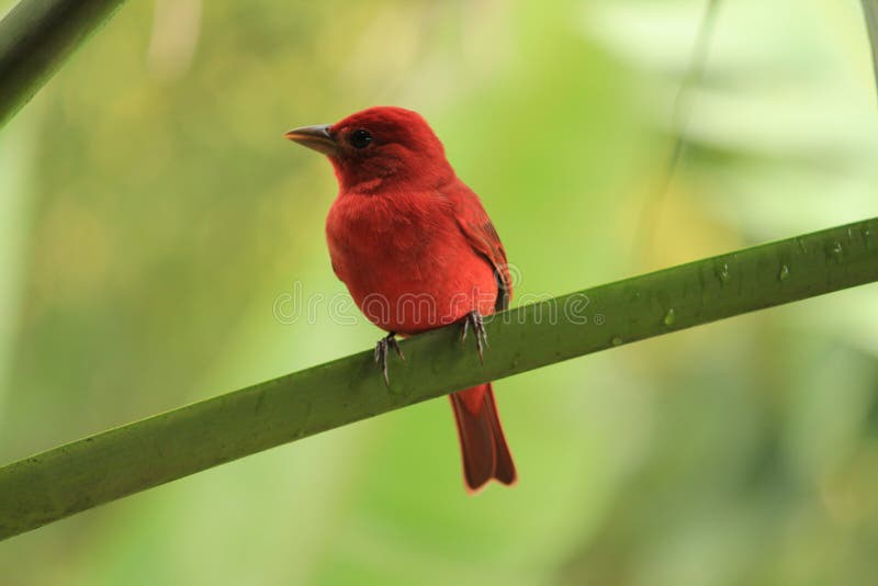 Roter Vogel Auf Niederlassung Stockbild - Bild von schwarzes, schauen ...
