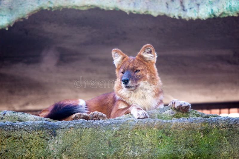 Roter Wolf stockfoto. Bild von säugetier, wildnis, wolf - 6564712