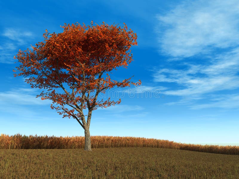 Rotes Ahornholz-Baum stock abbildung. Illustration von baum - 6867704