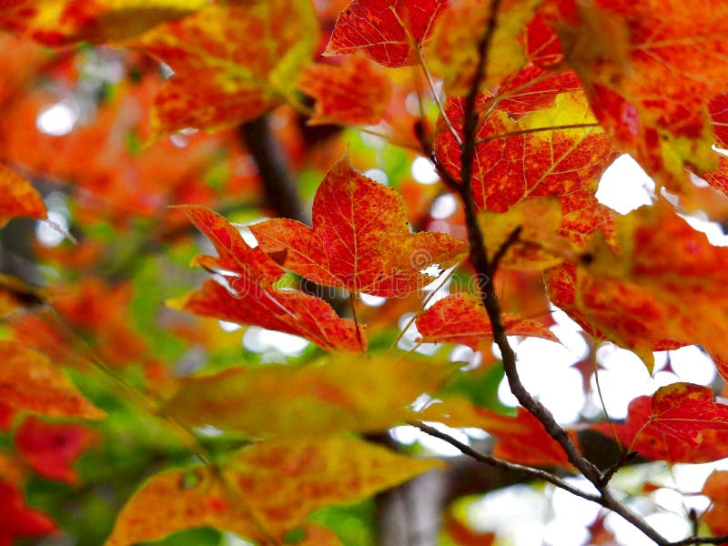 Rotes Blatt in Yuen Long in Hong Kong Stockbild - Bild von farbe ...