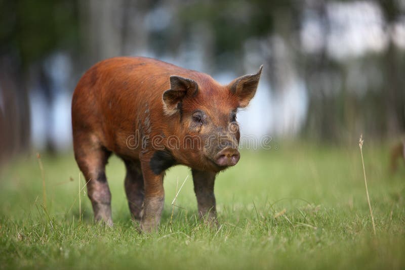 Rotes Duroc-Ferkel stockbild. Bild von frei, gras, säugetier - 51393971