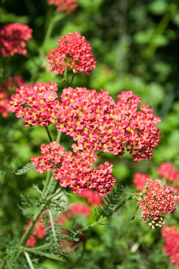 Garbe stockbild. Bild von blatt, schafgarbe, hintergrund - 23075693