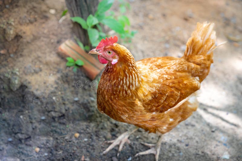 Junges Hybrides Huhn Der Henne Im Bauernhof Mit Viehhaltung Stockfoto ...