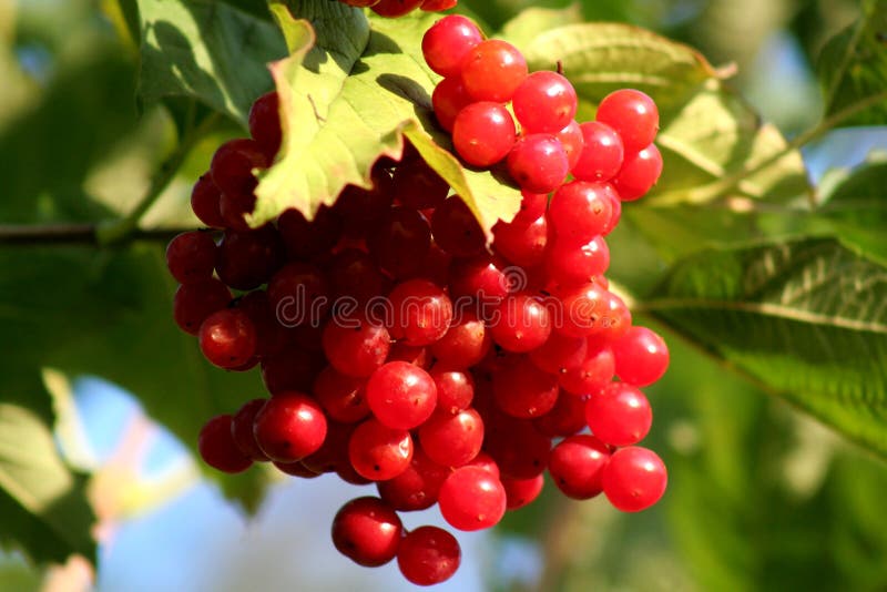 Rotes Kalina Im Herbstgarten Stockbild - Bild von medizinisch, beeren ...