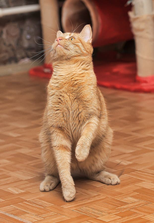 Springende Katze Fotos - Kostenlose und Royalty-Free Stock-Fotos von ...