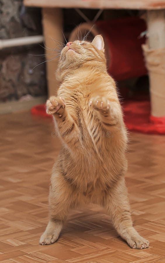 Springende Katze Fotos - Kostenlose und Royalty-Free Stock-Fotos von ...