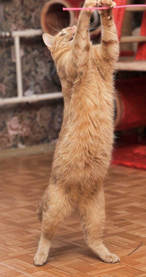 Springende Katze Fotos - Kostenlose und Royalty-Free Stock-Fotos von ...