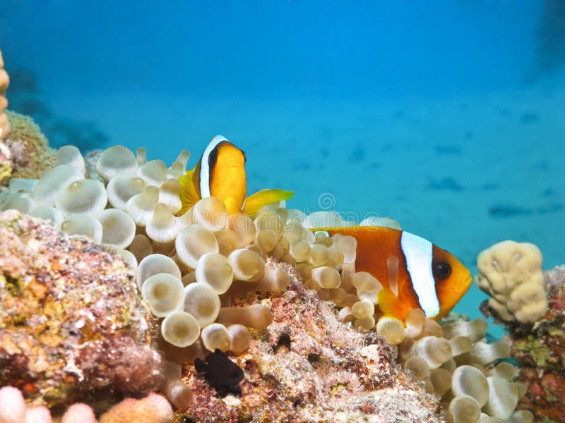 Bunte Fische im Roten Meer stockbild. Bild von hintergrund - 8442591