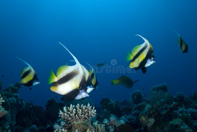 Rotes Meer Bannerfish Heniochus Intermedius Stockfoto - Bild von ...