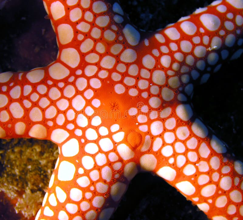 Rotes Meer Seastar Fische stockfoto. Bild von ruhe, ozean - 1679316