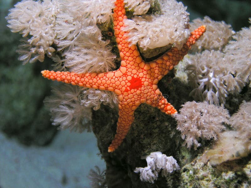 Rotes Meer Seastar Fische stockfoto. Bild von ruhe, ozean - 1679316