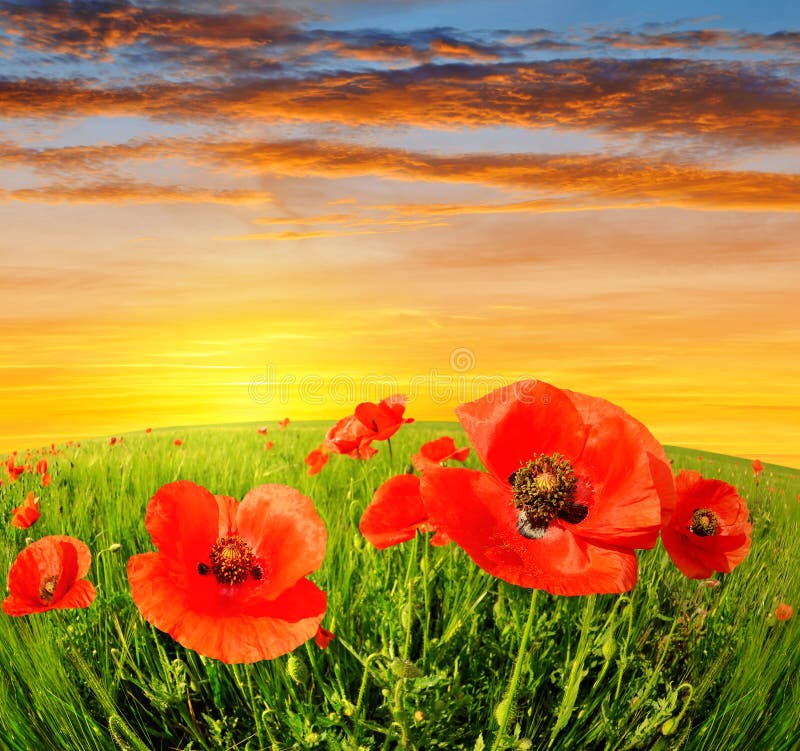 Rotes Mohnblumenfeld stockbild. Bild von sommer, feld - 38804911