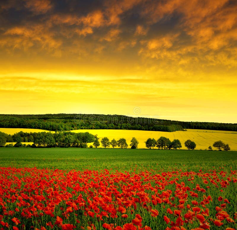 Rotes Mohnblumenfeld stockbild. Bild von tageslicht, himmel - 39268363