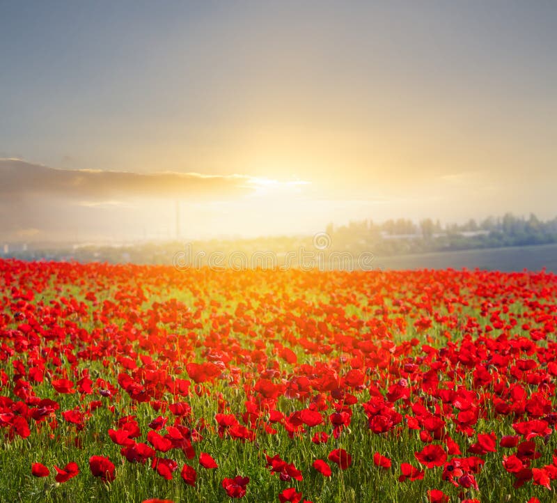 Rotes Mohnblumenfeld Bei Dem Sonnenuntergang Stockfoto - Bild von ...