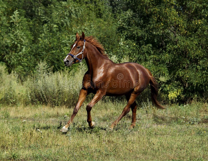 Laufendes rotes Pferd stockbild. Bild von pferd, rotes - 17248643