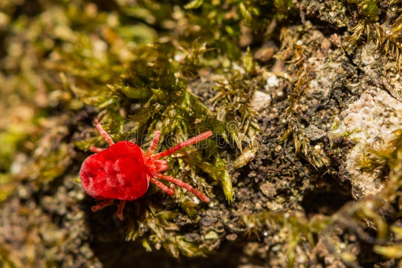 Rote Samtmilbe (Trombidium-holosericeum) Stockfoto - Bild von ...
